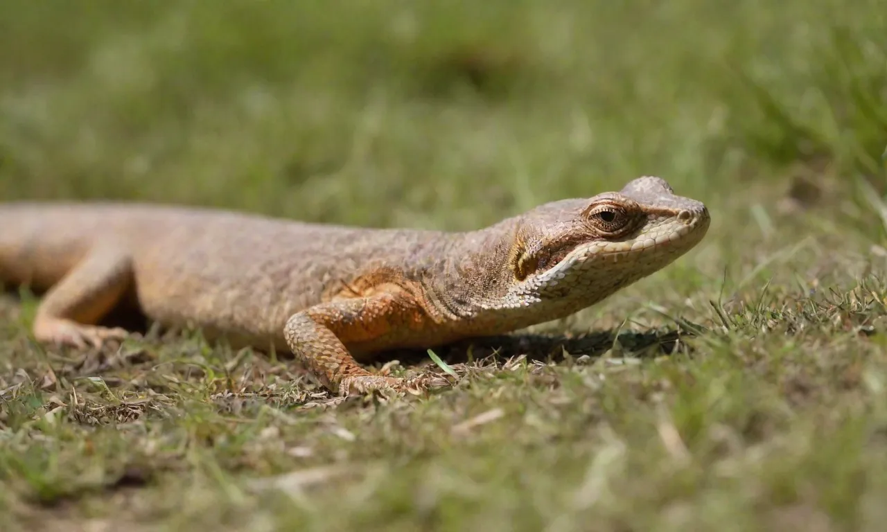 Ectotermos: Definición, Características y Ejemplos